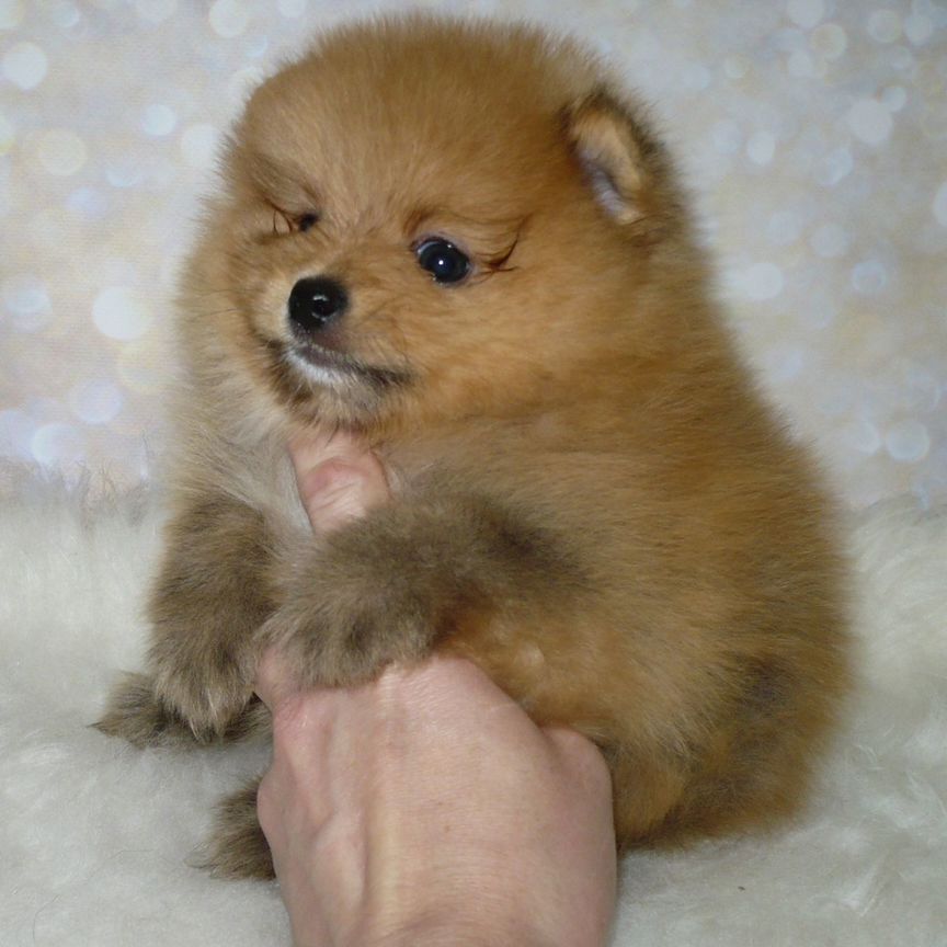 Шпиц рыжий мальчик с родословной