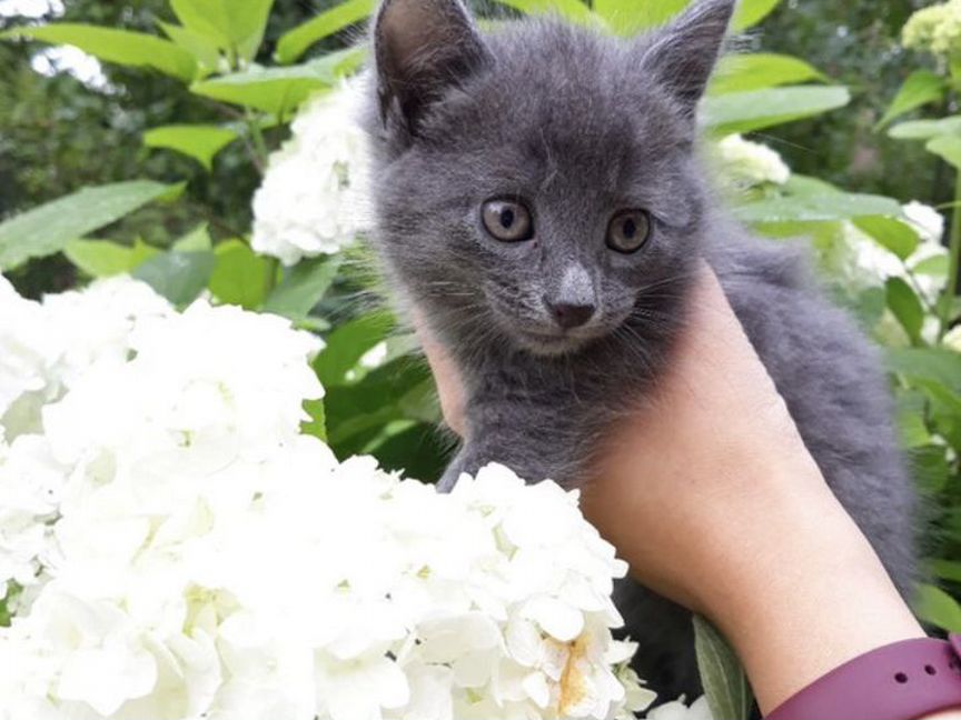 Дымок ждёт своего родного человечка