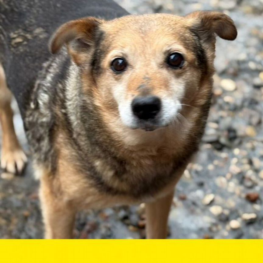 Взрослая собака в добрые руки