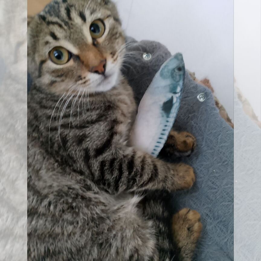 Котик-шпротик в поисках дома