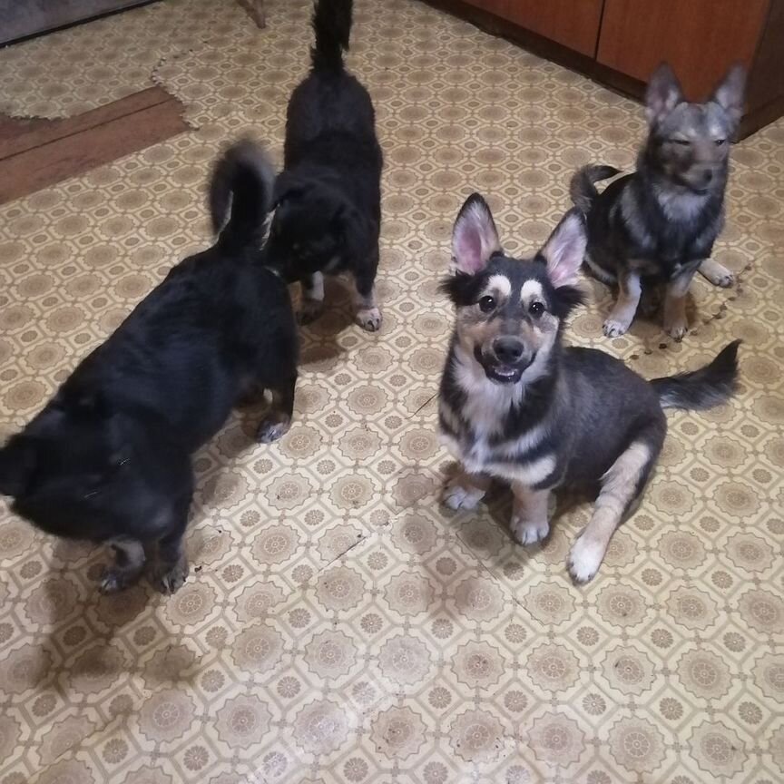 Щенки 6 мес мама хаски