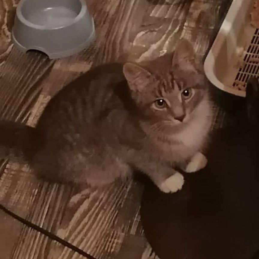 Маркиз, 3 мес