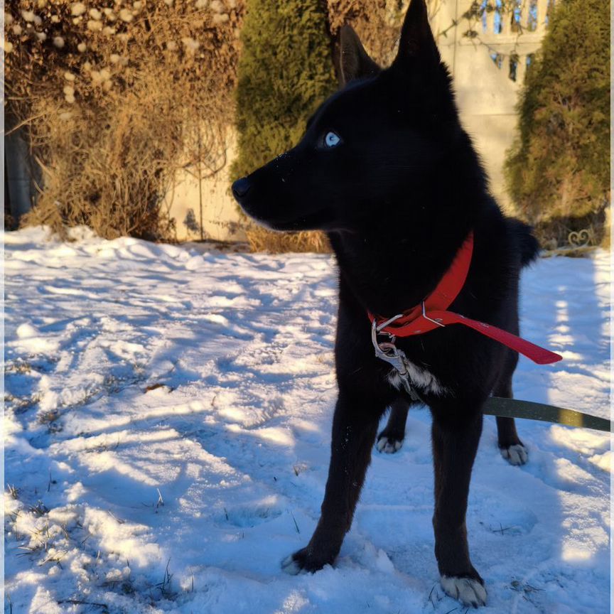 Лайка, щенок