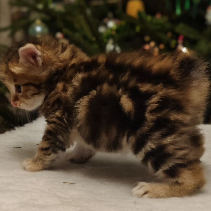 Курильский бобтейл длинношёрстный котёнок