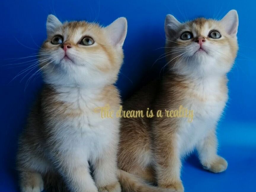Шотландский котёнок Золотая Шиншилла