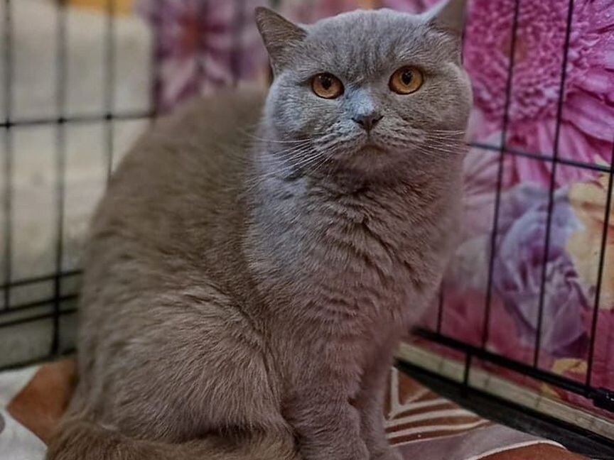 Серый котик