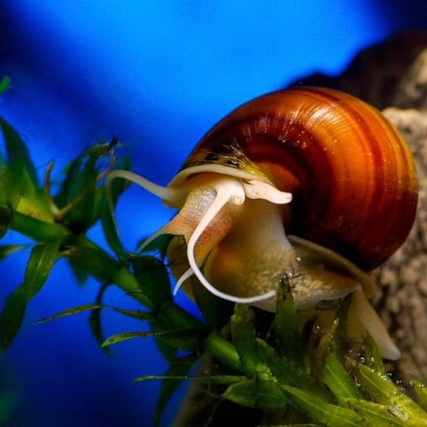 Улитки ампулярии