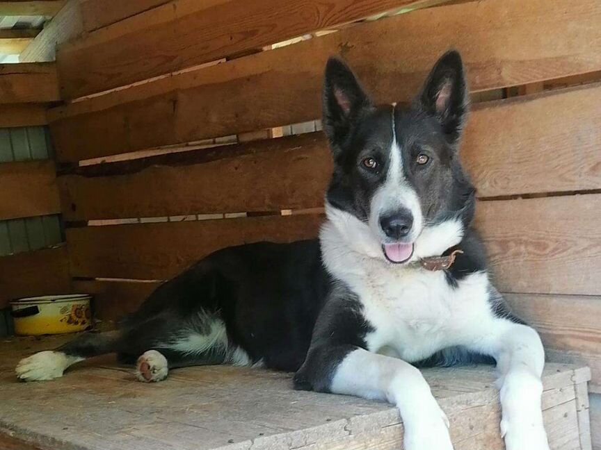 Собака Глория