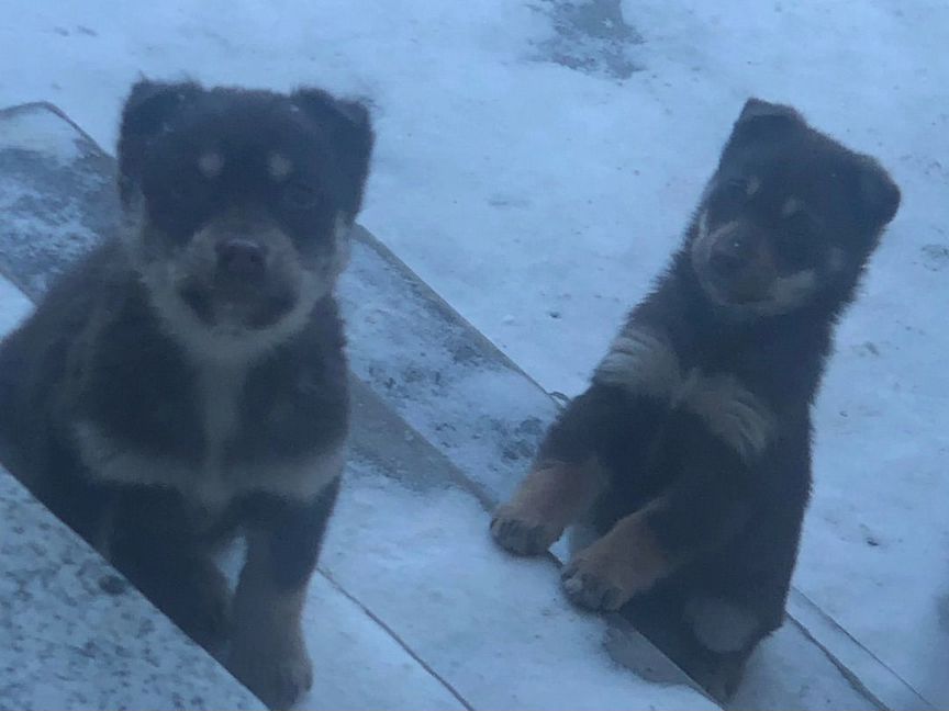 Собаки бесплатно