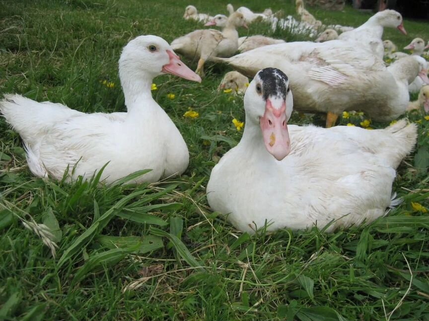 Мускусные утки