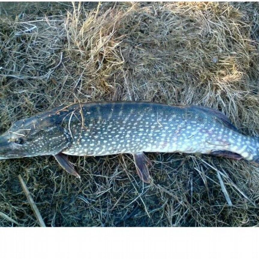 Живая щука на зарыбление