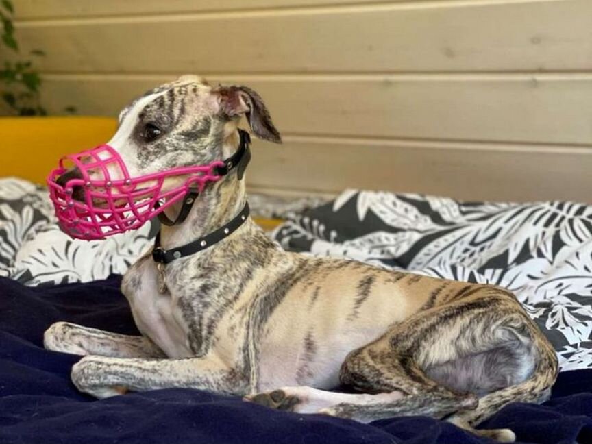 Английский беговой намордник