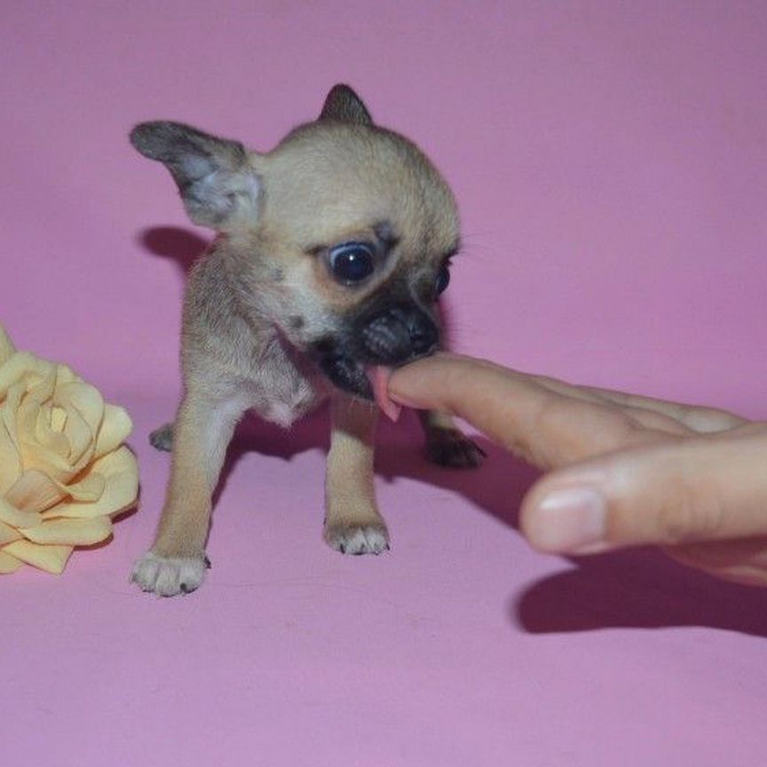 Мини девочка чихуахуа