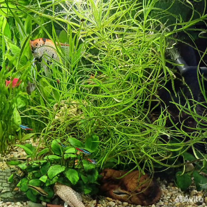 Отдам погостемон, лимонник, гигант- валиснерию