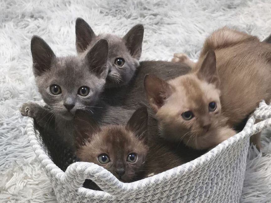 Бурманские котята. Озорные ребята