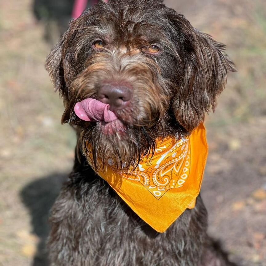 Вернули в приют