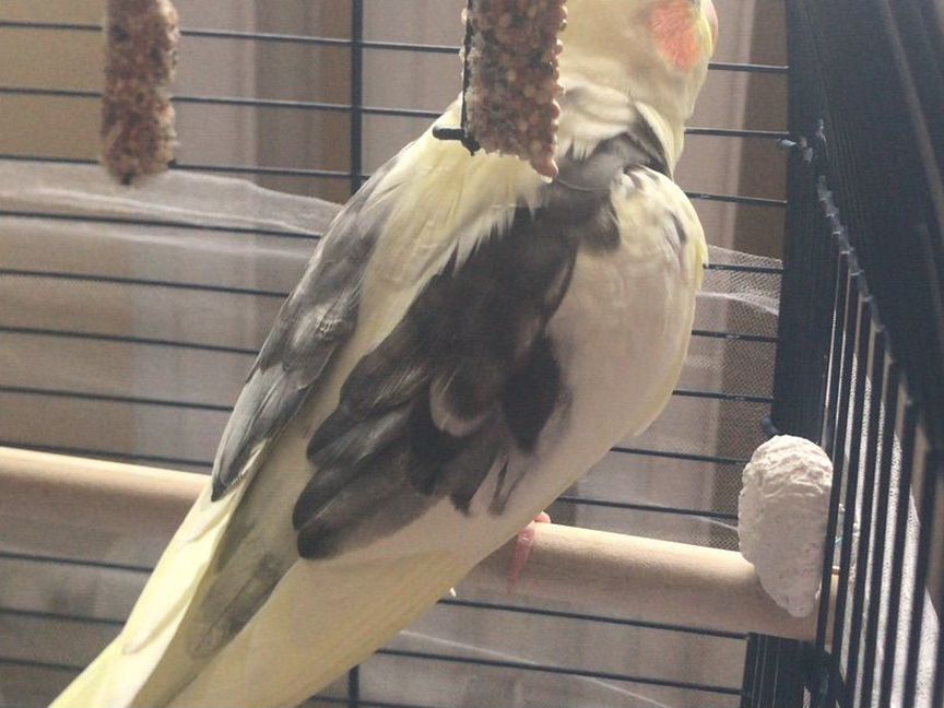 Попугай корелла мальчик 2 года