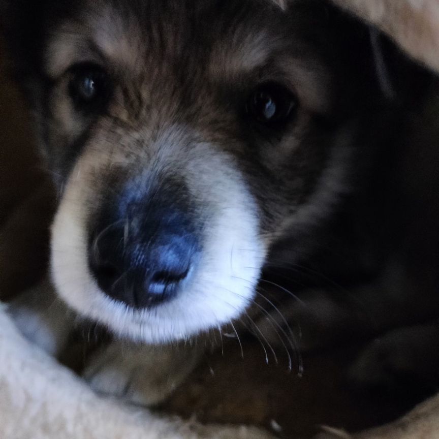 Щенок ищет дом