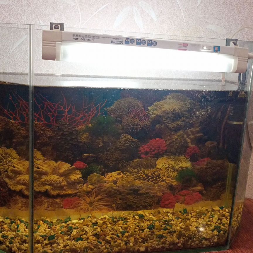 Аквариум на 40 литров 1 барбус,и один сом