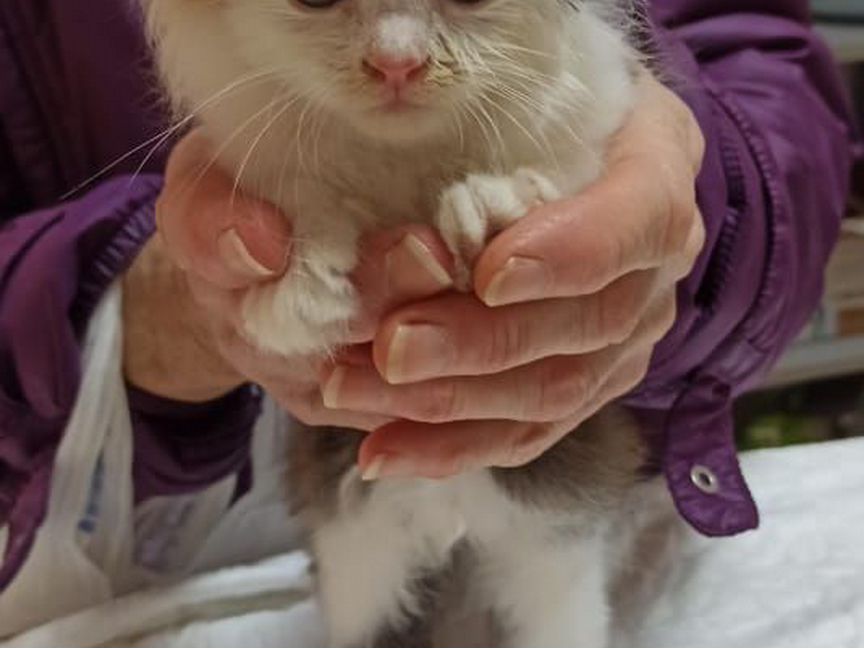 Котенок Цветочек в хорошую семью бесплатно