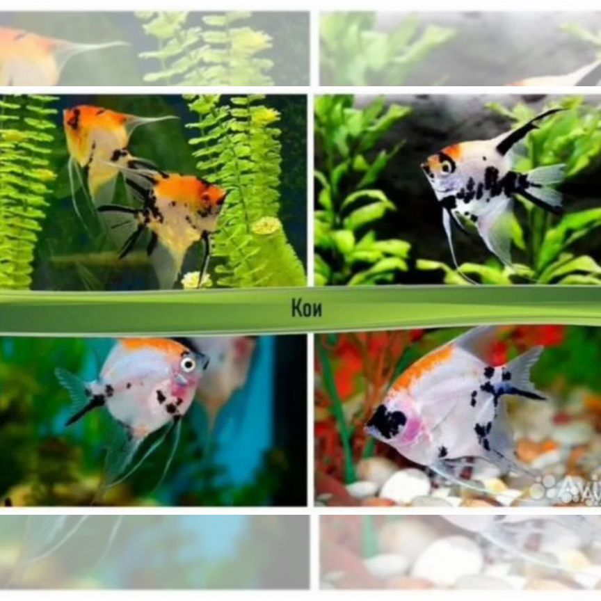 Рыбки скалярии в ассортименте магазина