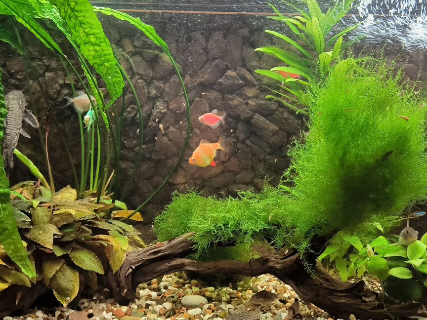 Мох для аквариума