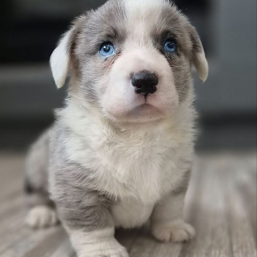 Мальчики Кардиганчики