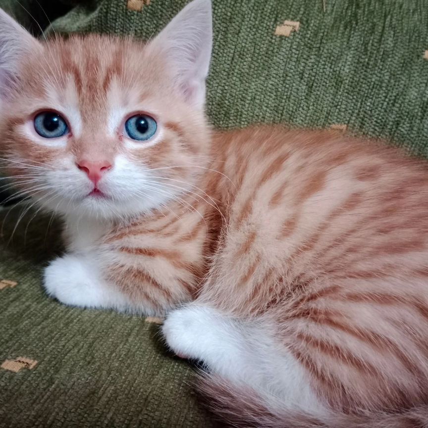 Манчкин мальчик