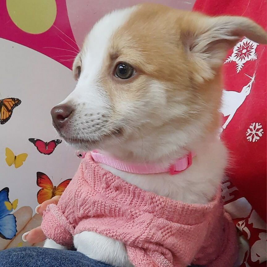 Щенок в добрые руки