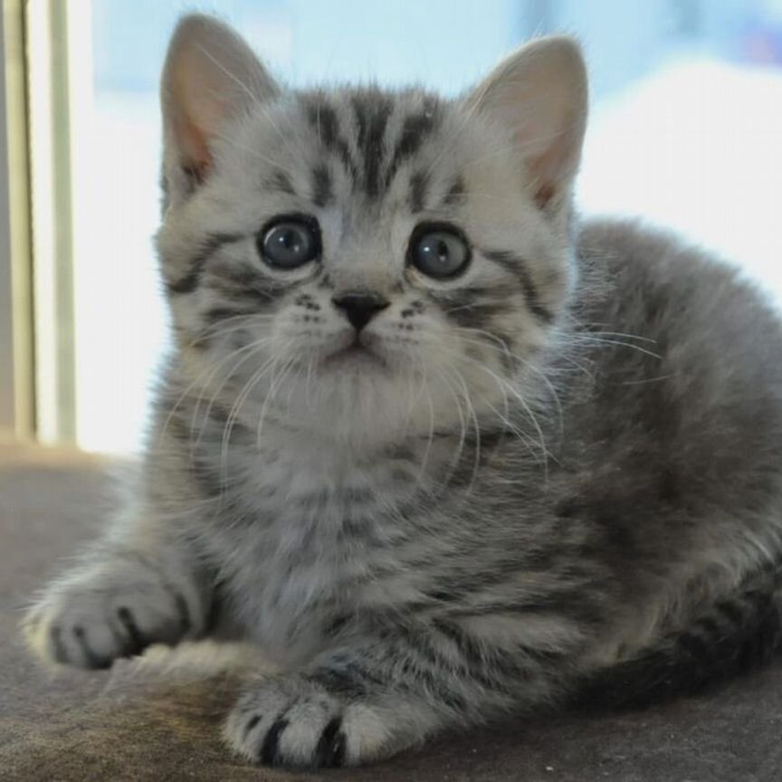 Скоттиш страйт котята