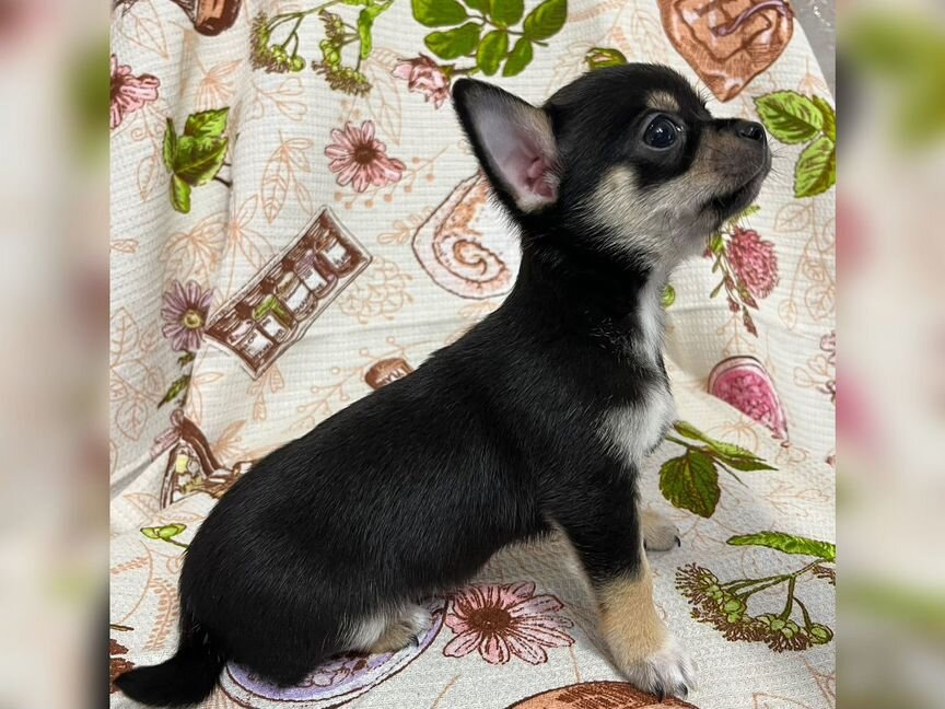 Щенки чихуахуа