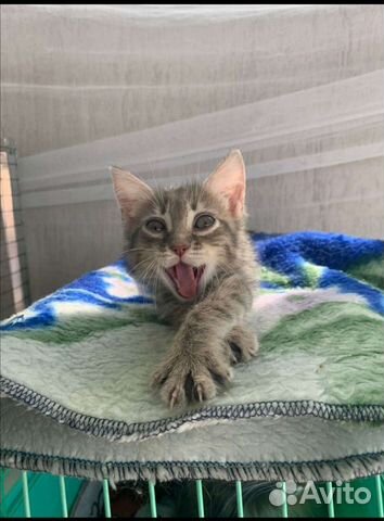 Котята ищут любящего хозяина)