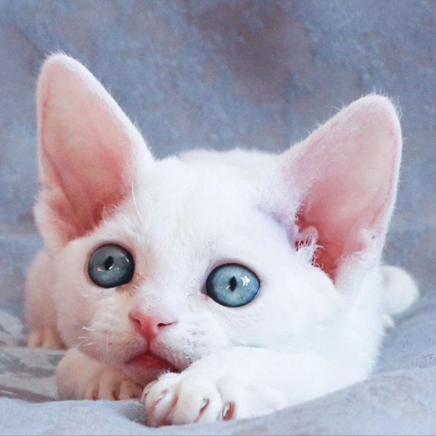 Девон-рекс котёнок