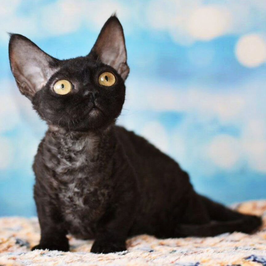 Девон-рекс котёнок