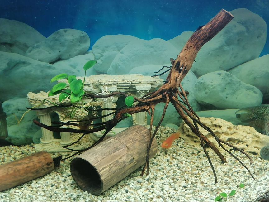 Коряга для аквариума. Песчанник