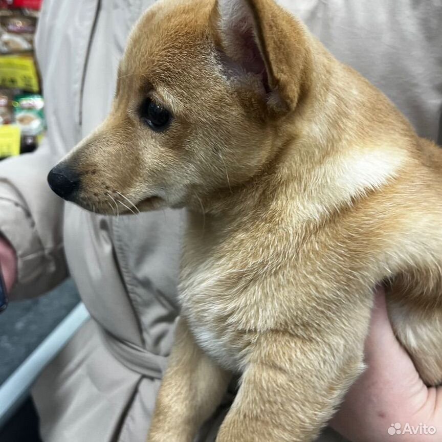 Щенок той терьер пинчер