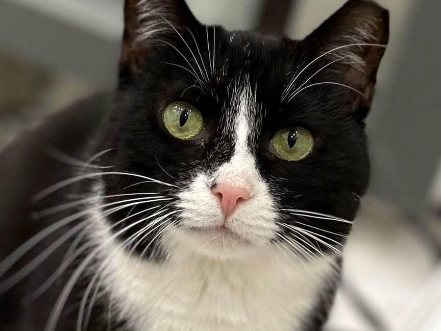 Ласковая нежная добрая кошечка ищет передержку