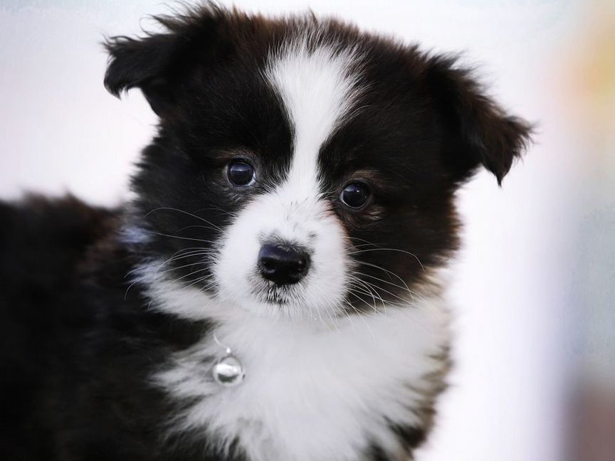 Вельш корги кардиган щенок