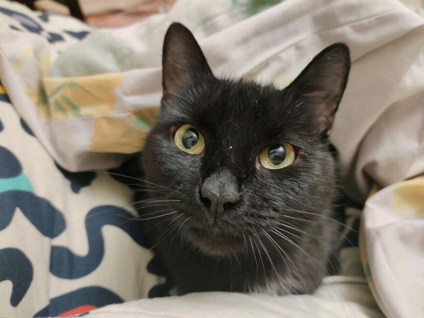 Кошка избитая живожером