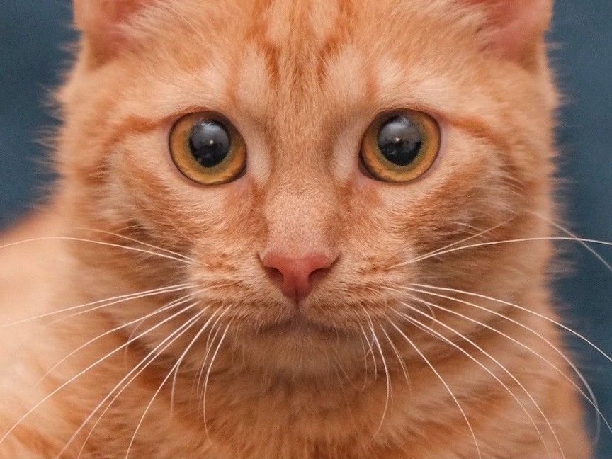 Сэр Ночка котёнок с лейкозом