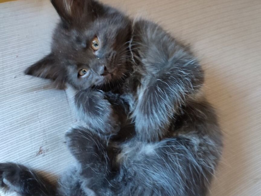 Кошка