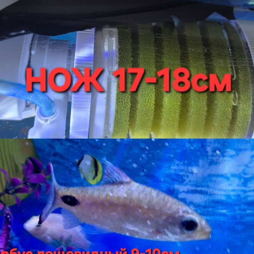 Рыба Нож, барбус лещевидный