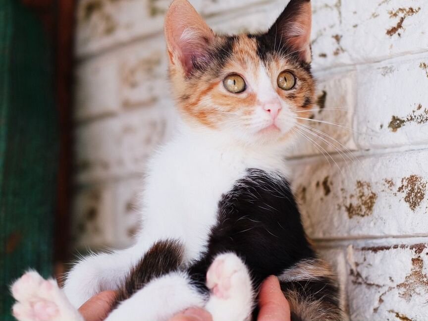 Трехцветная умная малышка котёнок