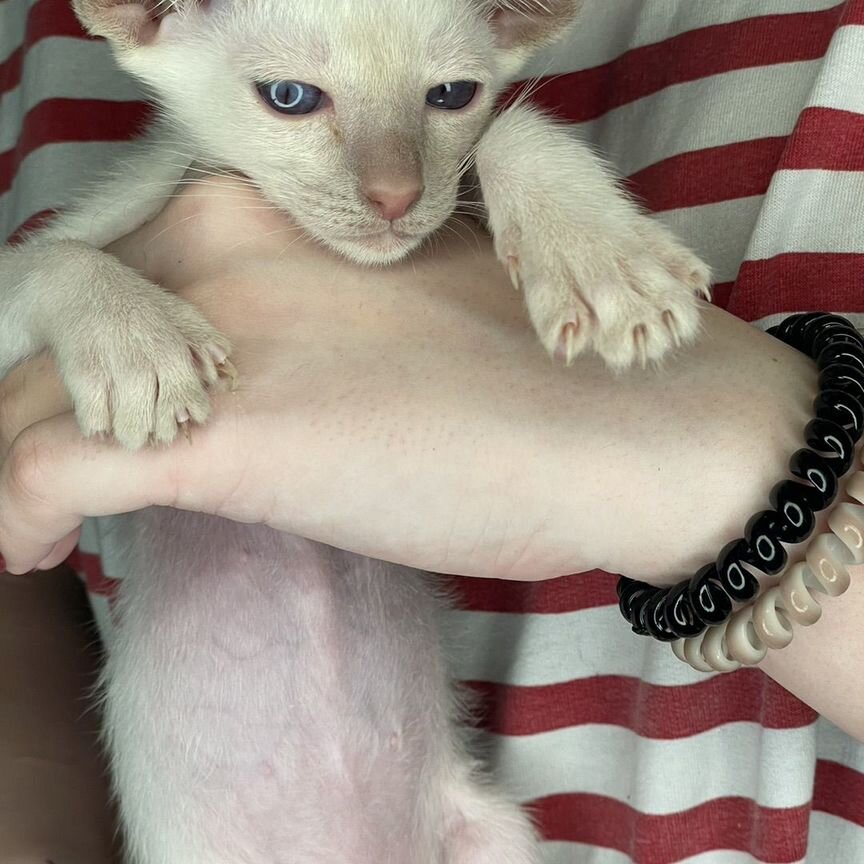 Девочка ориентальная