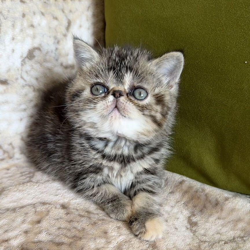 Котята экзоты