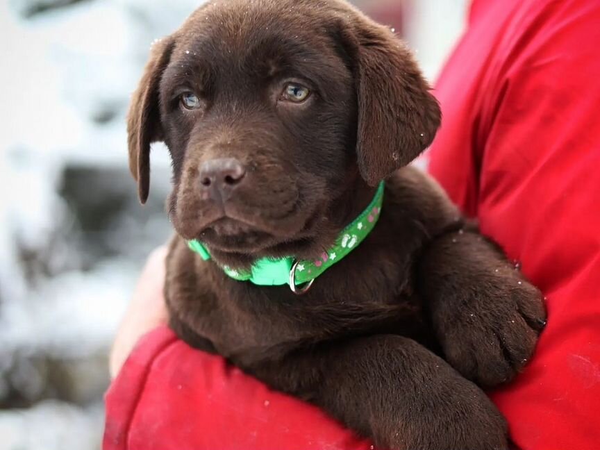 Бурбон -шоколадный лабрадор