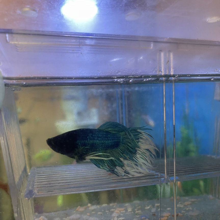 Рыбка петушок за