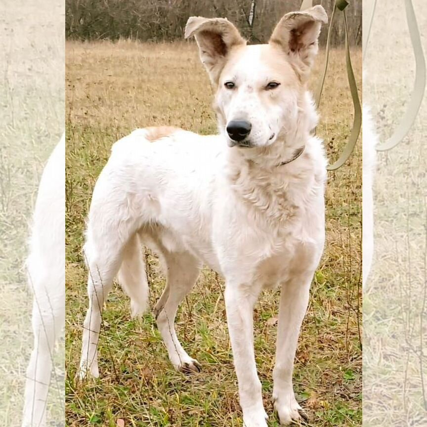 Взрослый пёс в добрые руки