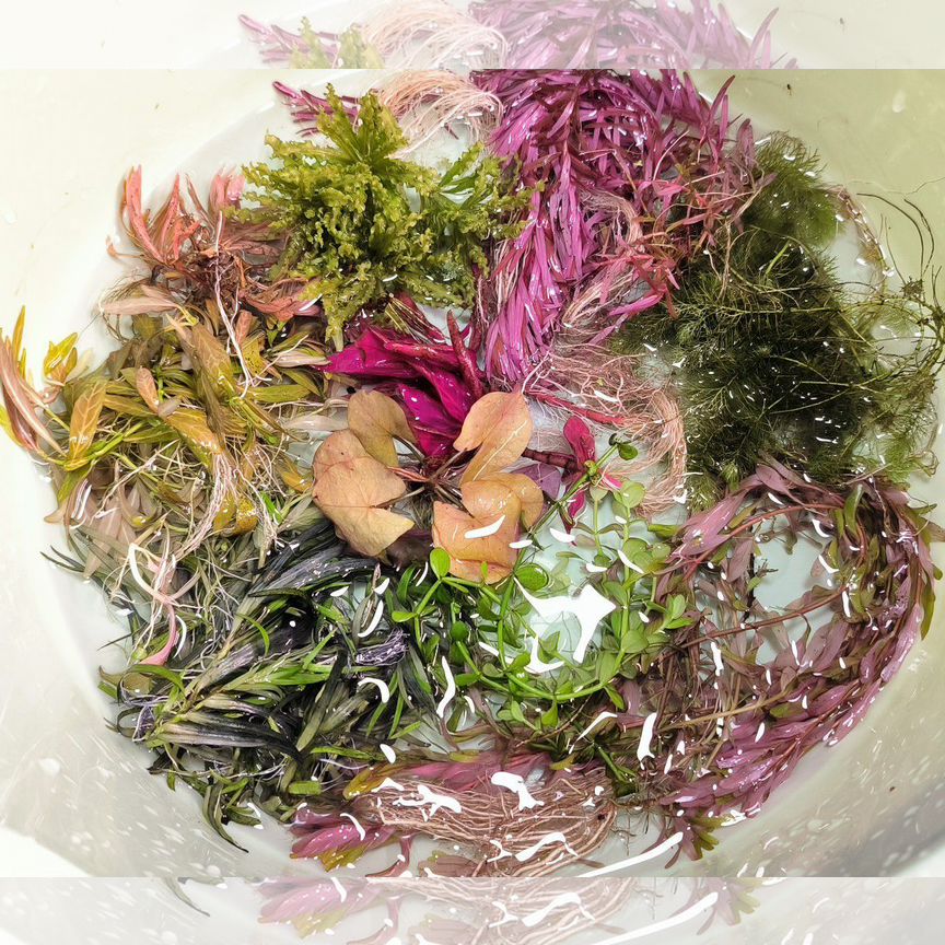 Прополка нимфея,альтернантера,погостемон и др