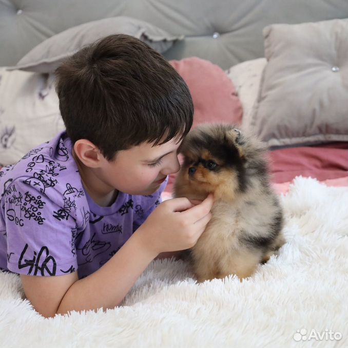 Потрясающий малыш Померанского Шпица